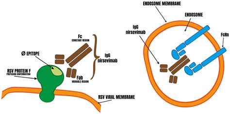 Analysis Of Beyfortus® Nirsevimab Immunization Campaign