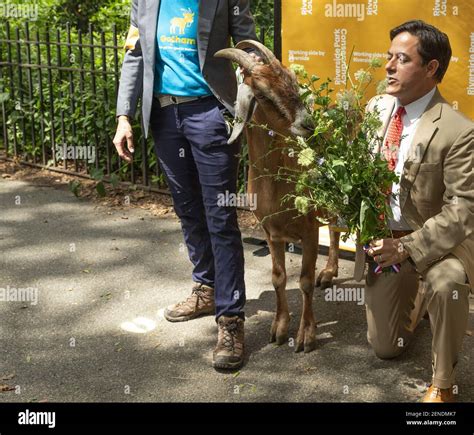 Goat Name Massey Receives 1st Place Award And Eats Bouquet Of Flowers At