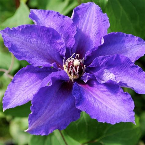 Clematis Danielle Sugar Creek Gardens Sugar Creek Gardens Plant