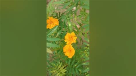 දාස් පෙතියා මල් Youtube