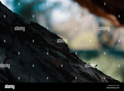 Paper Bark Tree Stock Photo Alamy
