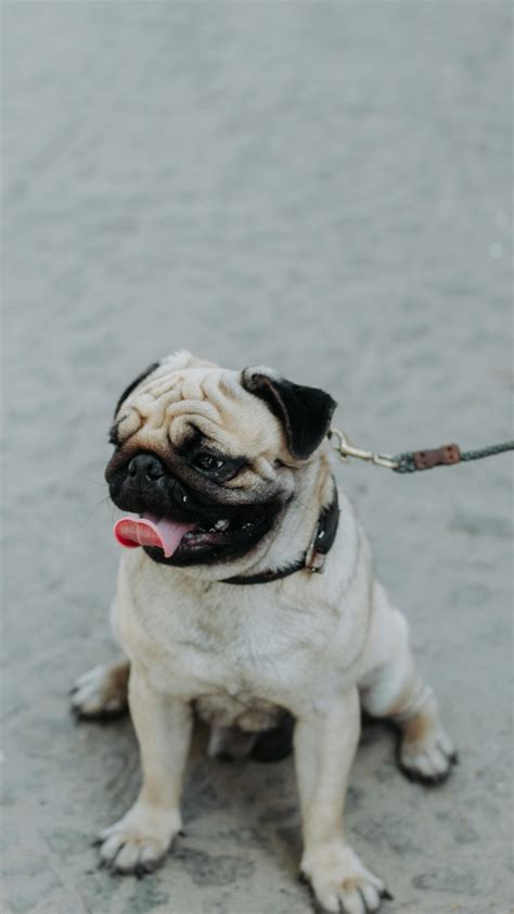 Pug Dog 4k Wallpaper Photos Download The Best Free Pug Dog 4k