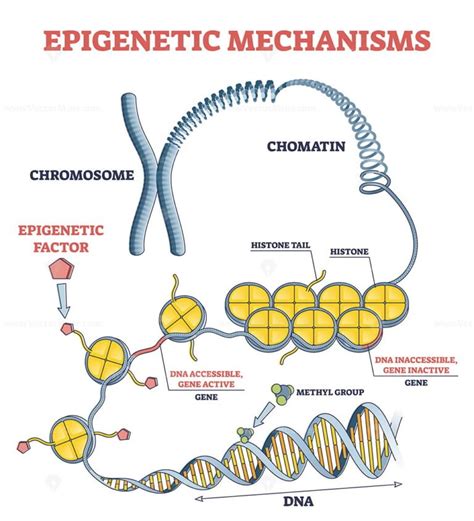 Epigenetic Mechanisms As DNA Acid Gene Protein Expression In Outline Diagram VectorMine