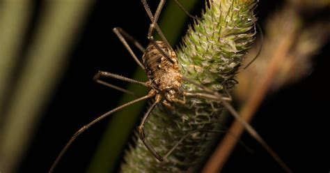 [news] Daddy Longlegs Have Been Hiding Extra Eyes From Us R Sciencefeed