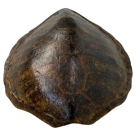 Very Large Turtle Shell Or Carpace For Sale At 1stdibs