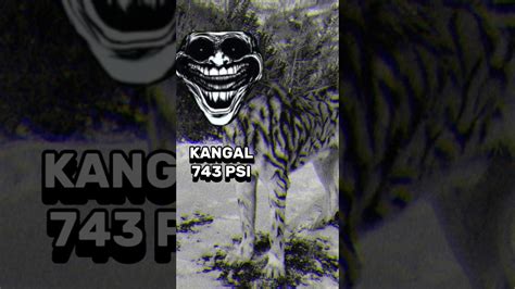 Kangal Dog Psi How It Stacks Up Against Other Power Breeds Dogsguide