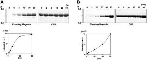 Quantitative Detections Of His And Asp Phosphorylated Proteins In