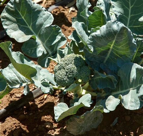 Castle Dome Hybrid Broccoli Seeds — Seeds N Such