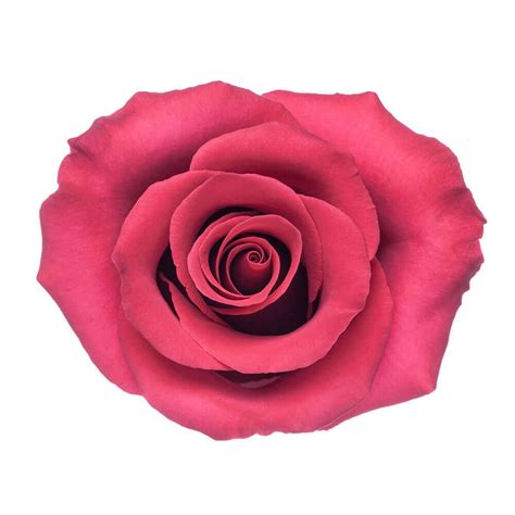 Rose Jacaranda The Queens Flowers