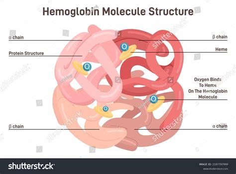 Hemoglobin Molecule Structure Ironcontaining Oxygentransport