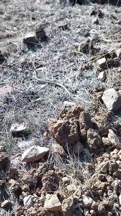 بچه مار😁😍 Youtube