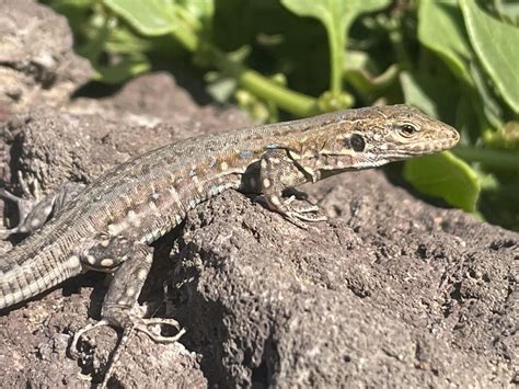 Lizards In Tenerifeare These Both The Same Species Rlizards