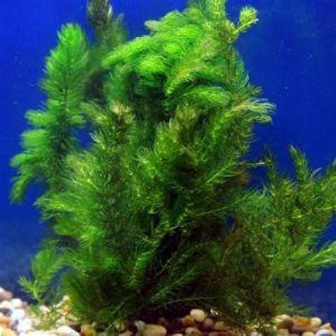 Hornwort Plant Care