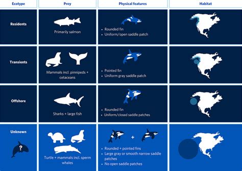 New Subpopulation Of Deep Ocean Orcas Identified Cortes Currents