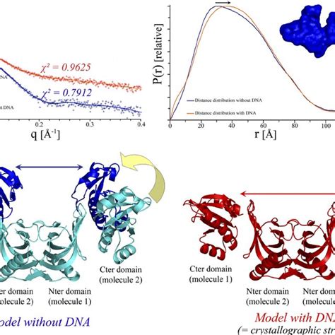 Saxs Results Suggest That Flexibility Of Pab Nucs Is Reduced Upon Ssdna Download Scientific
