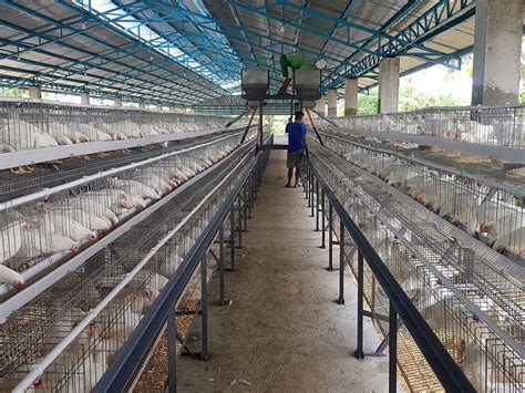 Manual Chicken Layer Cage Hightop® Poultry Equipment
