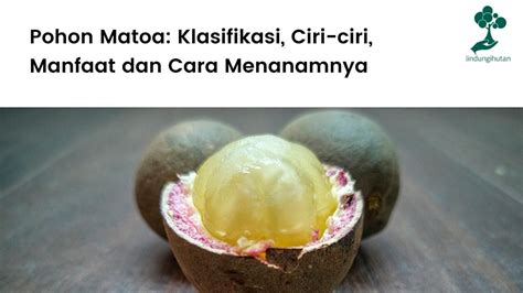 Pohon Matoa Taksonomi Ciri Ciri Manfaat Dan Cara Menanamnya