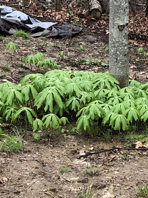 Plant Identification Guide Easy Gardening Tips