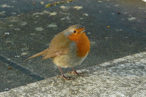 Robin Jane Dickson Flickr