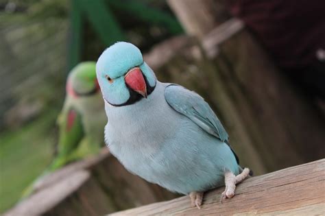 Ring Necked Parrot