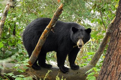 All Is Well Pixie And A Spirit Bear In Michigan Update September 17