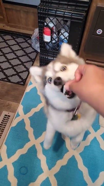Silly Pomsky Youtube