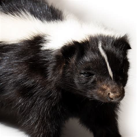 Skunk Face