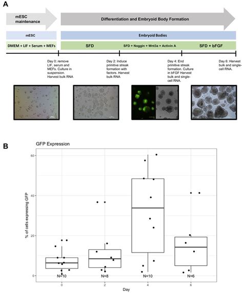 Overview Of The Differentiation Protocol A Time Course And Download Scientific Diagram