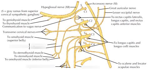 Cervical Plexus Diagram Quizlet