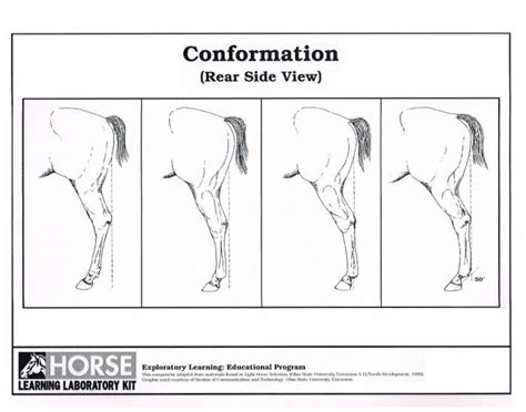 Conformation Rear Legs Side View Diagram Quizlet