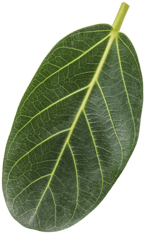 Ficusbenghalensisfuzzywuzzyaudreymacro01 Proven Winners