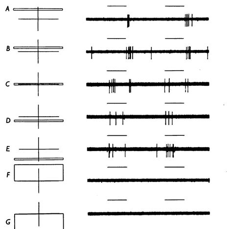 Pdf Receptive Fields Binocular Interaction And Functional Architecture In The Cats Visual Cortex
