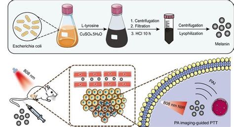 Genetically Engineered Bacterium Can Synthesize Melanin Nanoparticles The Microbiologist