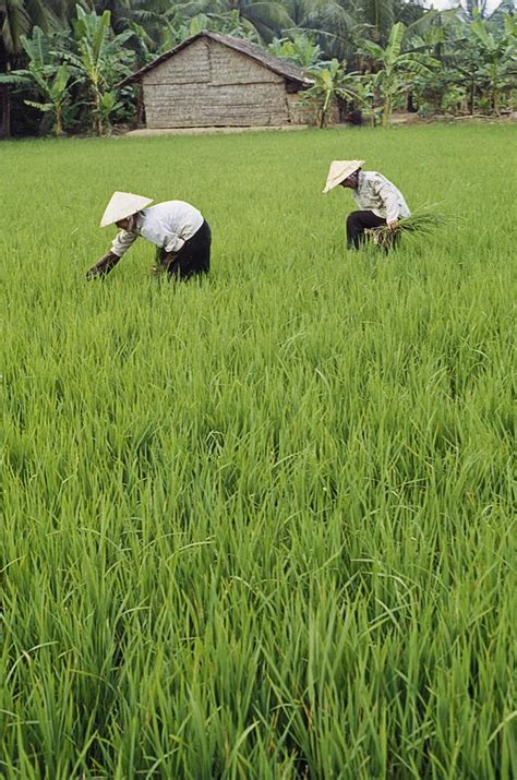 Rice Paddy Farmer