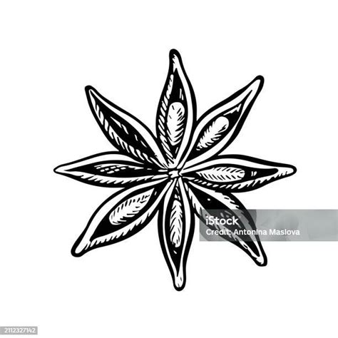 스타 아니스 손으로 그린 벡터 일러스트 레이 션 Badian 허브 향기 부엌 향신료 아니스 별 향기로운 뜨거운 향신료 낙서 만화 스타일의 잉크 스케치 흰색 배경 종이에 펜