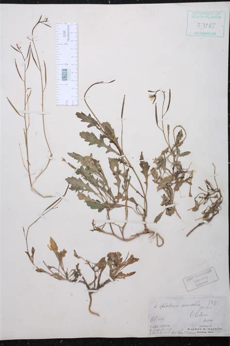 Diplotaxis Muralis Species Page Isb Atlas Of Florida Plants