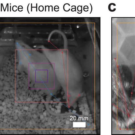 Receptive Field Sizes A Receptive Field Sizes Overlaid On Example Download Scientific Diagram