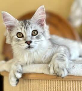 Silver Tabby Pattern Maine Coons Adorable Mainecoon Org