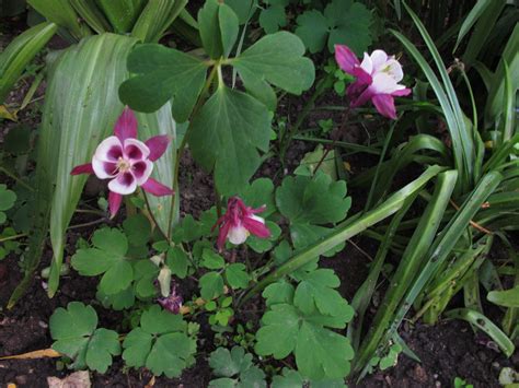 orlíčky | Garden, Plants