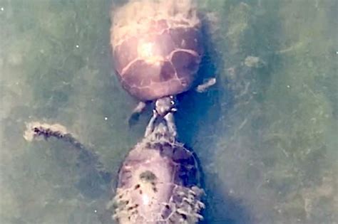 Turtle Slapping Video from Heinz Wildlife Refuge Goes Viral