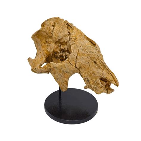 Life Size Fossil Crates