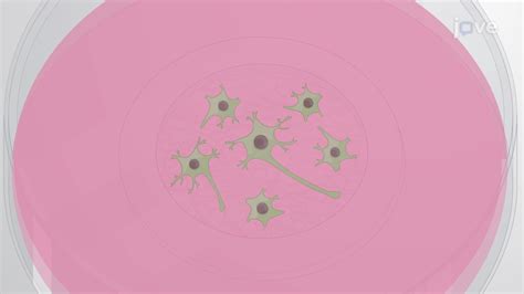Video Real Time In Vitro Imaging Of Axonal Branching In Mouse Cortical Neurons Concept