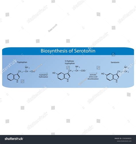 Diagram Showing Biosynthesis Serotonin Tryptophan 2 Stock Vector
