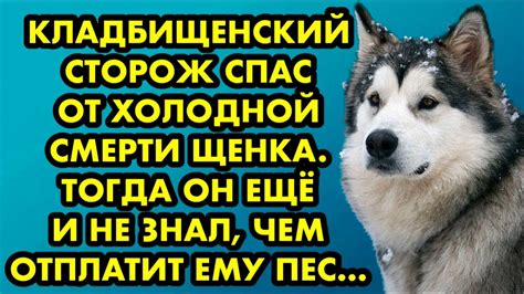 Кладбищенский сторож спас от холодной смерти щенка Тогда он еще и не знал чем отплатит ему пес