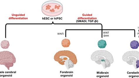 🟥 Brain Organoid On A Chip For Modeling Neurodegenerative Disease