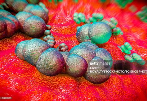 Staphylococcus Epidermidis Bacteria High Res Vector Graphic Getty Images