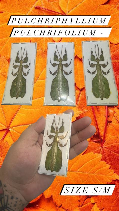 Real Leaf Bug Phyllium Pulchrifolium Male Green Indonesian Leaf Mimic Insect Taxidermy Specimen