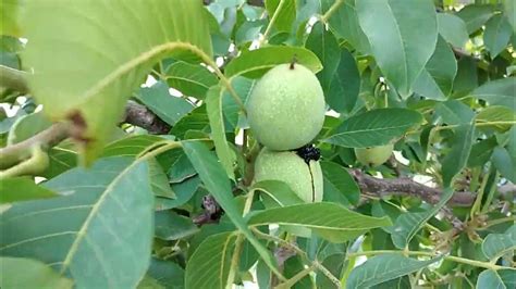 ХД 828 ЖАЖДА ЗА ПРИСЪСТВИЕ п р Митко ДИМИТРОВ Youtube