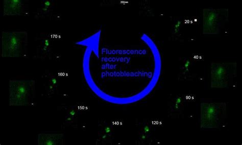 Innovative Super Resolution Imaging Method For Gentle Live Cell Imaging Developed Biotech Today