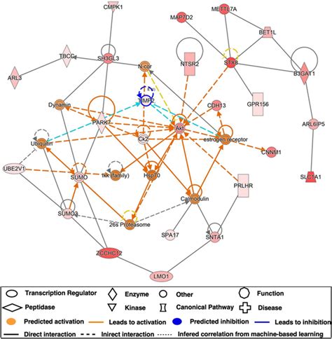 A Network Of 24 Genes Reveled Using Ingenuity Pathways Analysis With